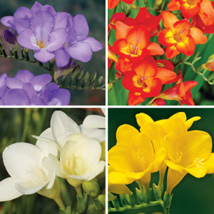 FREESIA GIANT HYBRID COLLECTION - Garden Express