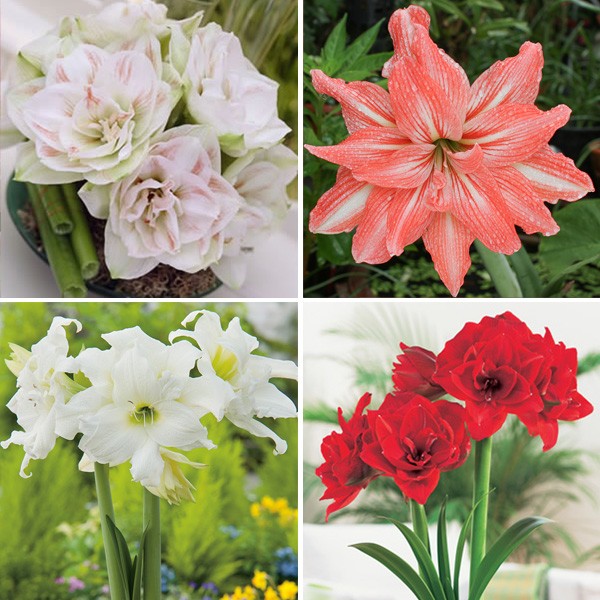 Hippeastrum (Amaryllis) - Garden Express - Online Nursery
