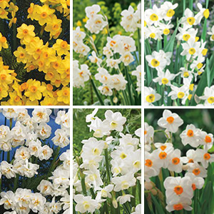 JONQUIL COLLECTION - Garden Express