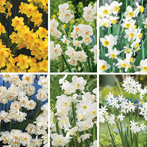 JONQUIL COLLECTION - Garden Express