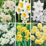 Jonquil Mixed - Garden Express