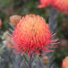 Leucospermum So Exquisite - Garden Express