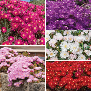 Pig Face Collection - Garden Express