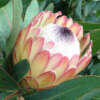 Protea Australis Ruby - Garden Express