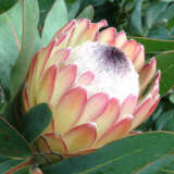 Protea Australis Ruby - Garden Express