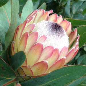 Protea Australis Ruby - Garden Express