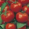 Seed - Tomato Grosse Lisse - Garden Express