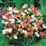 Tritonia Pink - Garden Express