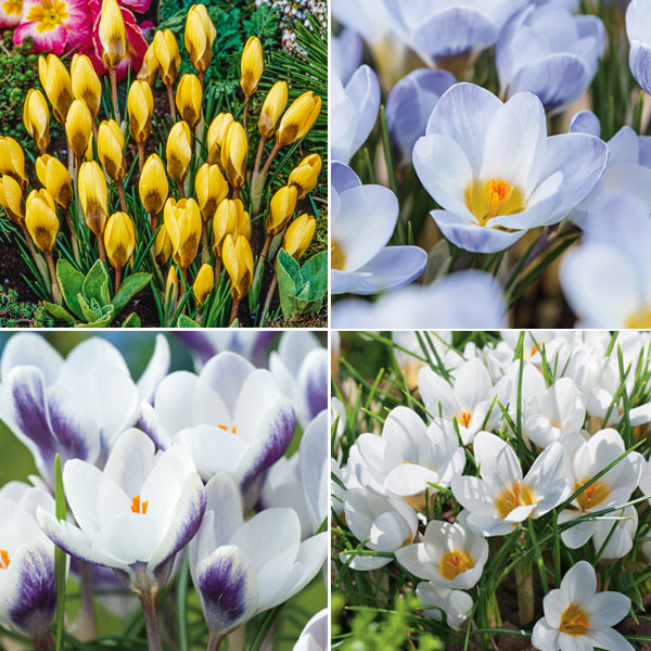 Bulbs - Garden Express - Australia's Largest Online Nursery