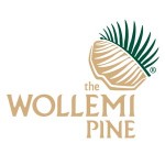 Wollemi Pine - 300mm Pot - Garden Express