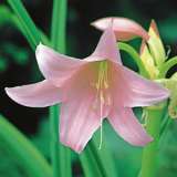 Crinum Growing Guide - Garden Express - Online Nursery