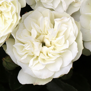 Roses - Garden Express - Australia's Largest Online Nursery