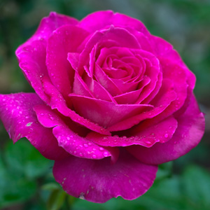 HYBRID TEA ROSE - JACARANDA - Garden Express