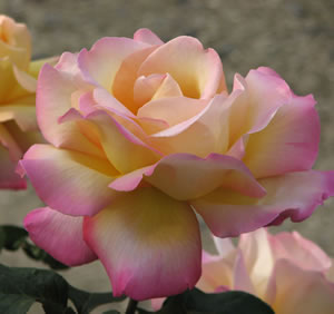 CLIMBING ROSE PEACE - Garden Express