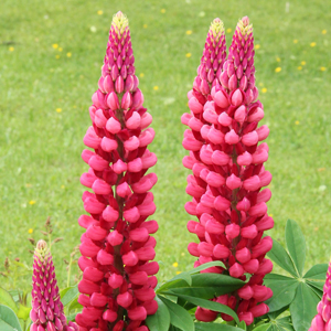 RUSSELL LUPIN MIXED - Garden Express