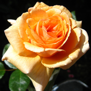 THORNLESS ROSE SMOOTH SHINING SPIRIT - Garden Express