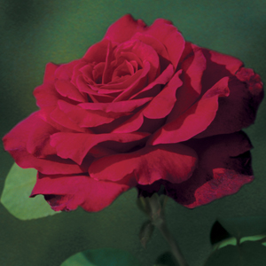 THORNLESS CLIMBING ROSE SMOOTH VELVET - Garden Express