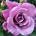 Standard Rose Blue Moon - Garden Express