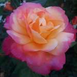 Rose Granada - Garden Express