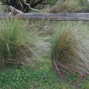 Tussock Grass