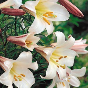 Liliums - Garden Express - Australia's Largest Online Nursery