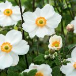 JAPANESE WINDFLOWER SINGLE WHITE - Garden Express