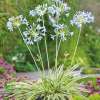 Agapanthus Tinkerbell - Garden Express
