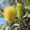 Banksia Growing Guide - Garden Express