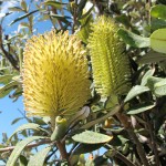 Banksia Growing Guide - Garden Express