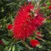 CALLISTEMON ENDEAVOUR - Garden Express