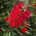 CALLISTEMON ENDEAVOUR - Garden Express