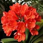 Clivia Growing Guide - Garden Express - Online Nursery