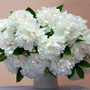 PEONY ROSE MARIE LEMOINE - Garden Express