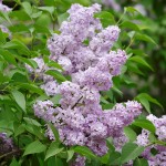 Persian Lilac - Garden Express