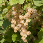 White Currant Growing Guide - Garden Express - Online Nursery