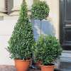 Bay Tree Growing Guide - Garden Express - Online Nursery
