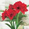 Hippeastrum Varieties - Garden Express
