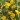 Abutilon Growing Guide - Garden Express - Online Nursery