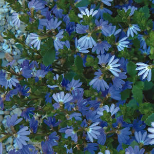 SCAEVOLA BLUE RIBBON - Garden Express