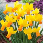 Daffodil Jet Fire - Garden Express