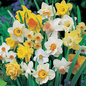 DAFFODIL MIXED - Garden Express