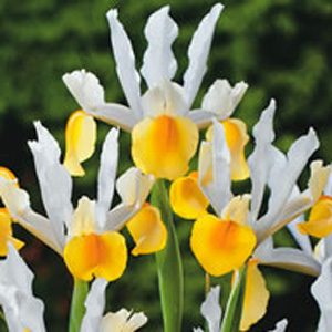 DUTCH IRIS APOLLO - Garden Express