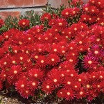 Pig Face Red - Garden Express