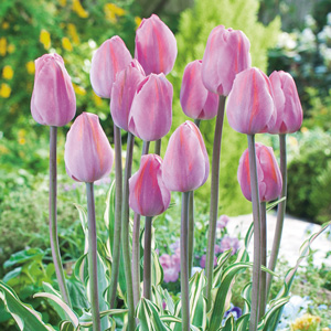 Tulip Barcelona - Garden Express