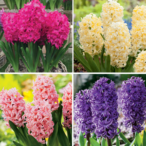 HYACINTH COLLECTION 2 - Garden Express