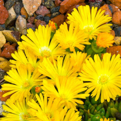 Native Pig Face - Garden Express