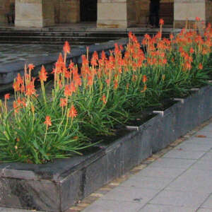 Aloe Venus Tm - Garden Express