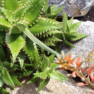 Aloe Bush Baby Yellow (PBR) - Garden Express