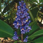 Blue Ginger - Garden Express