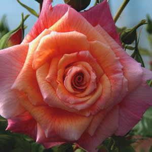 CLIMBING ROSE - ALOHA - Garden Express
